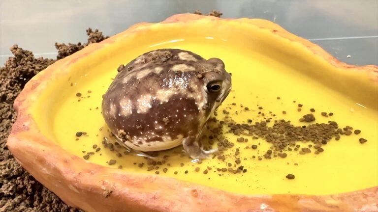 アメフクラガエルの飼い方・飼育用品・飼育環境・エサについてまとめました – チャンネルおさる